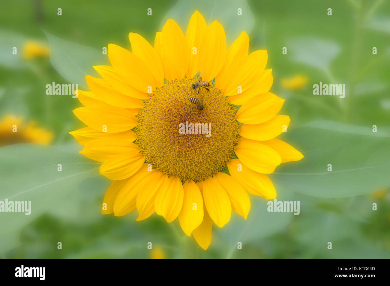 Sunflower, Helianthus sp., Central of Thailand Stock Photo - Alamy