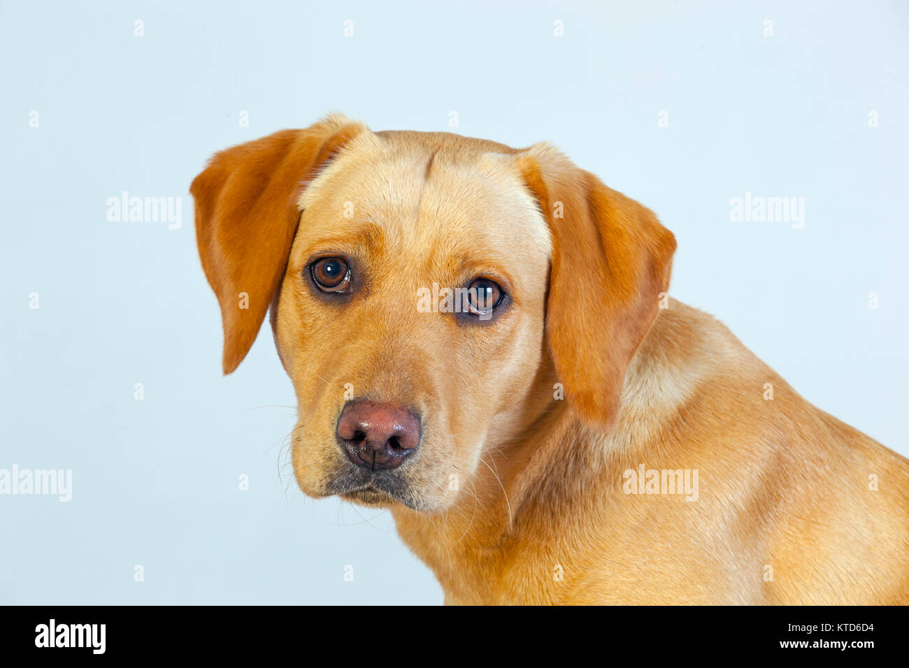 Yellow Labrador Puppy Stock Photo - Alamy