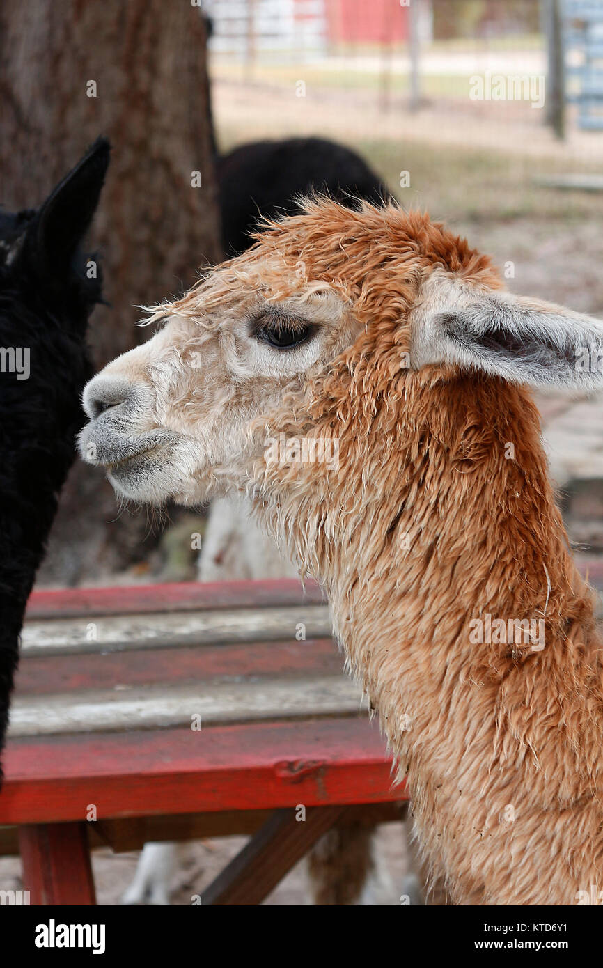 Portrait of a baby Alpaca Stock Photo - Alamy