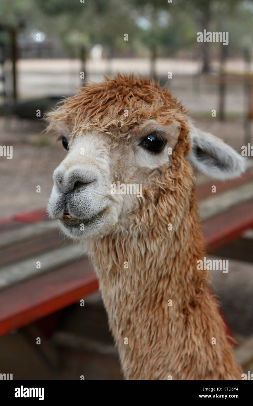 Portrait of a baby Alpaca Stock Photo - Alamy
