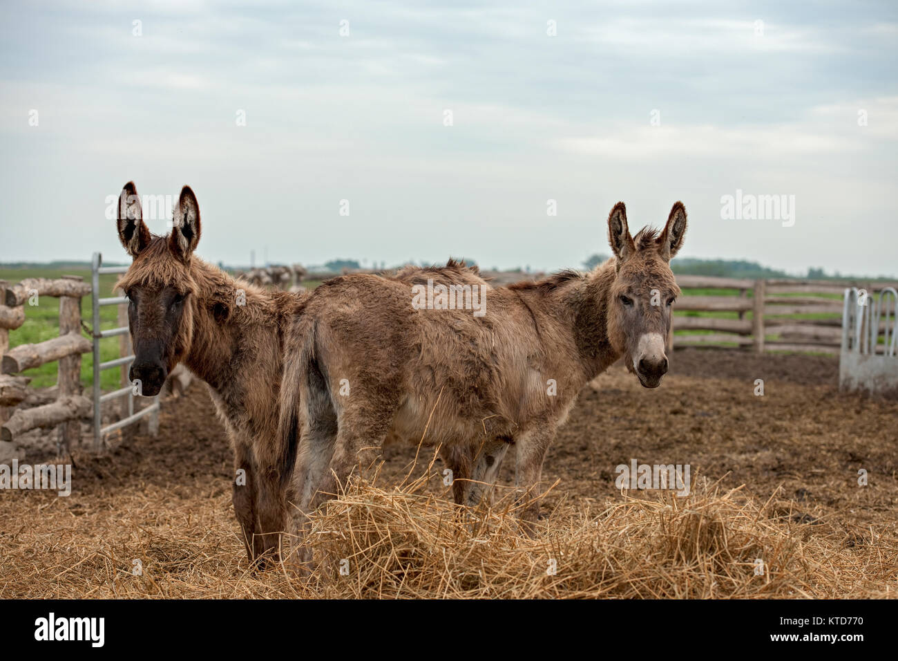 Rural scene with donkey Stock Photo - Alamy