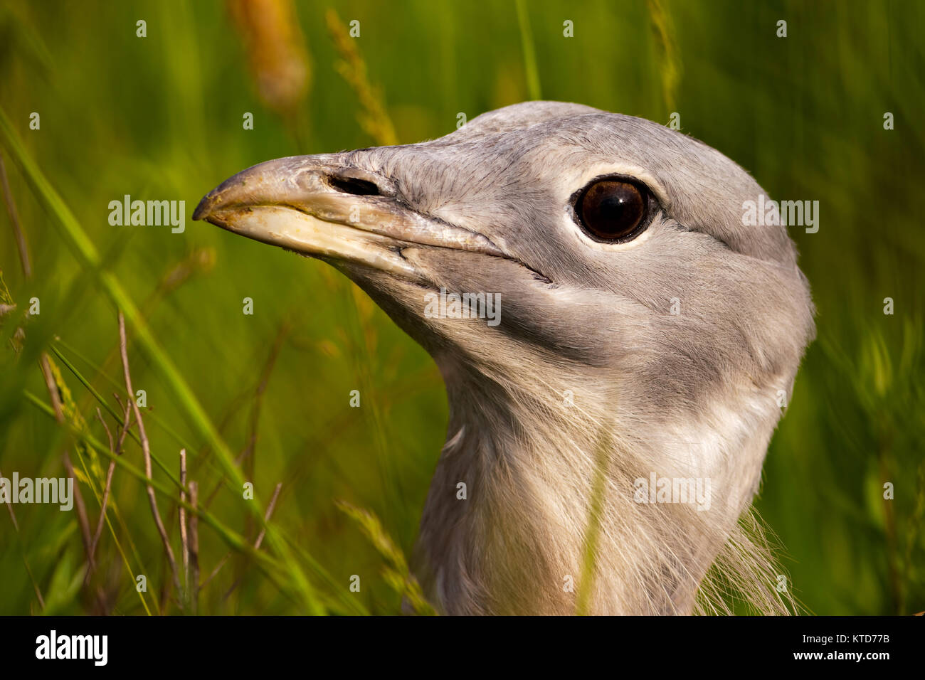 The Great Bustard is one of the largest species of European bird. Male ...