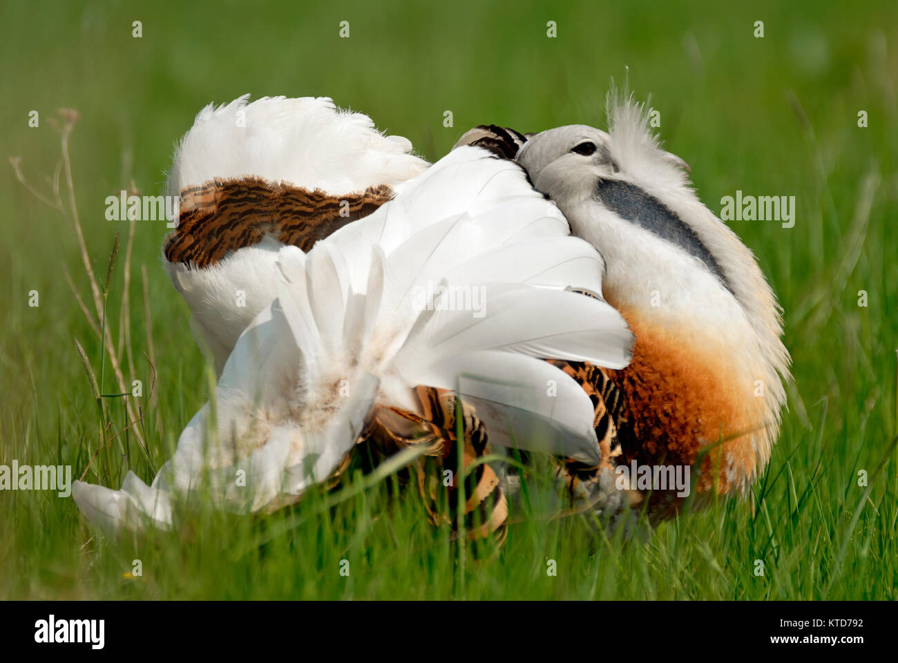 The Great Bustard is one of the largest species of European bird. Male ...