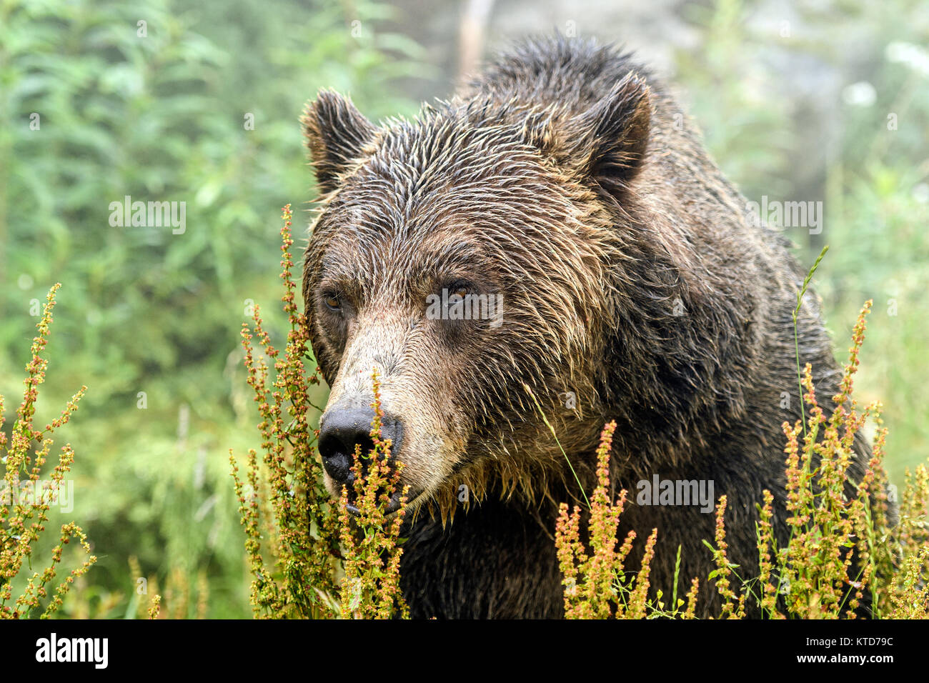 Grizzly bear (Ursus arctos horribilis) in the misty forest Stock Photo ...