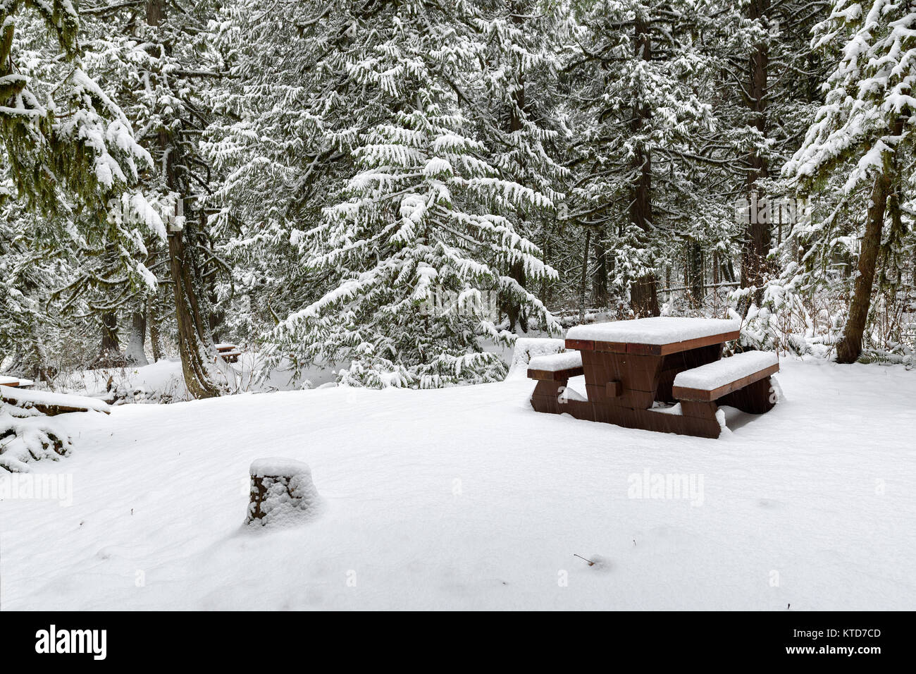 Winter landscape of a snow covered picnic bench in a beautiful pine ...