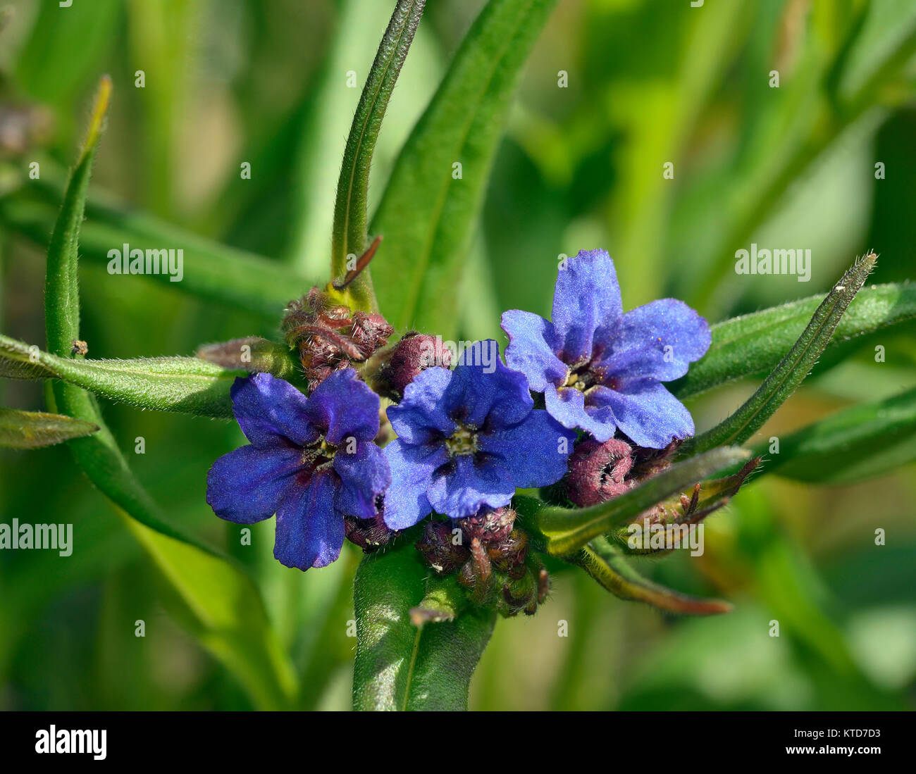 Purple Gromwell - Lithospermum purpurocaeruleum Small Blue Wildflower ...