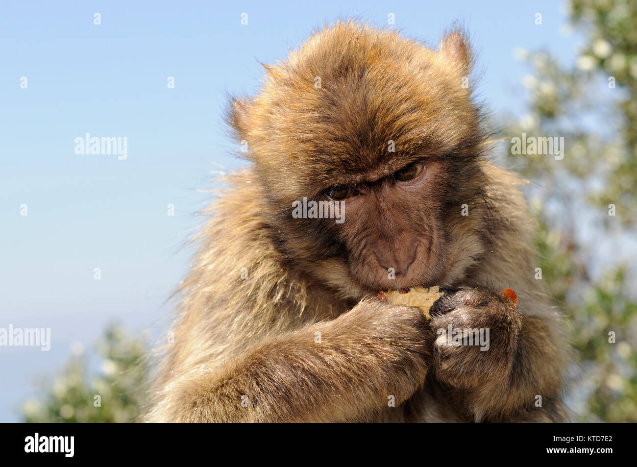 Barbary macaque (Macaca sylvanus) Gibraltar. Barbary macaque (Macaca ...
