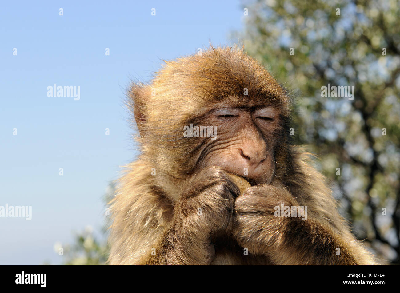 Barbary macaque (Macaca sylvanus) Gibraltar. Barbary macaque (Macaca ...