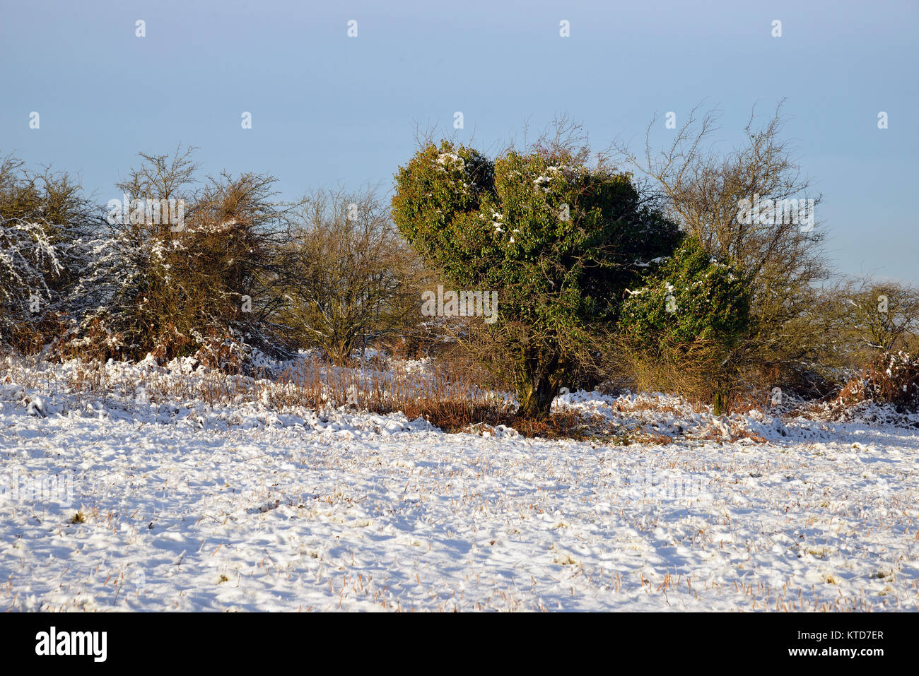 Morning Sun on Snow with Hawthorn & Ivy, Burrington Ham, Mendip Hills ...