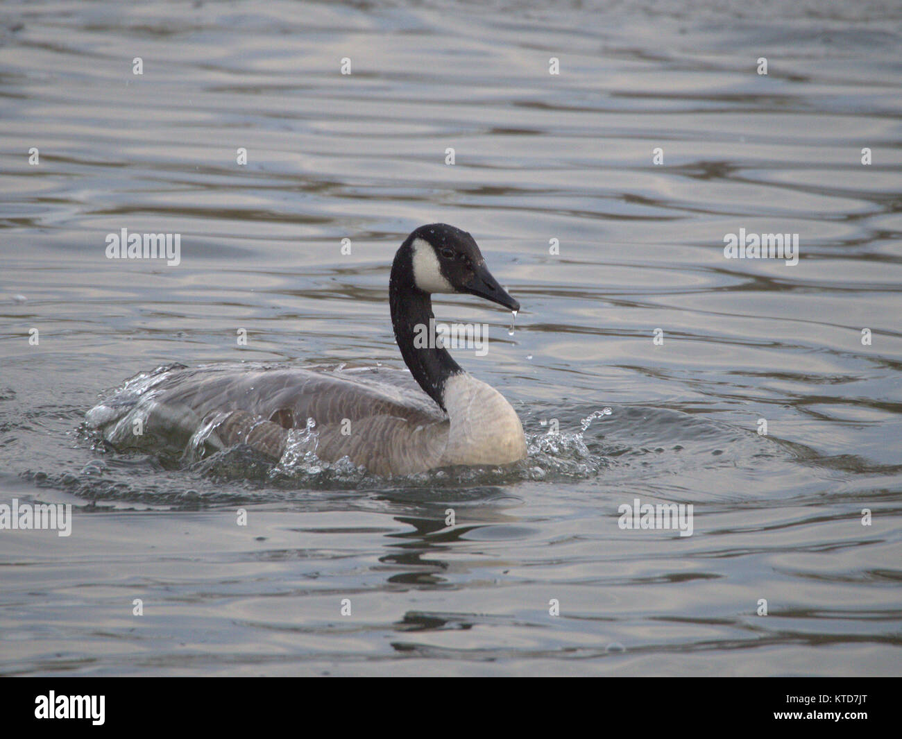 A goose on a lake Stock Photo - Alamy