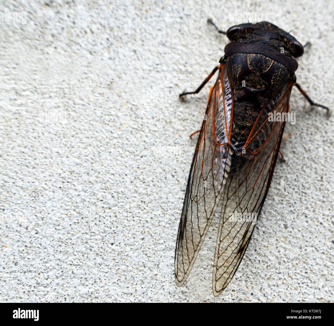 Cicada insect, Australia Stock Photo - Alamy