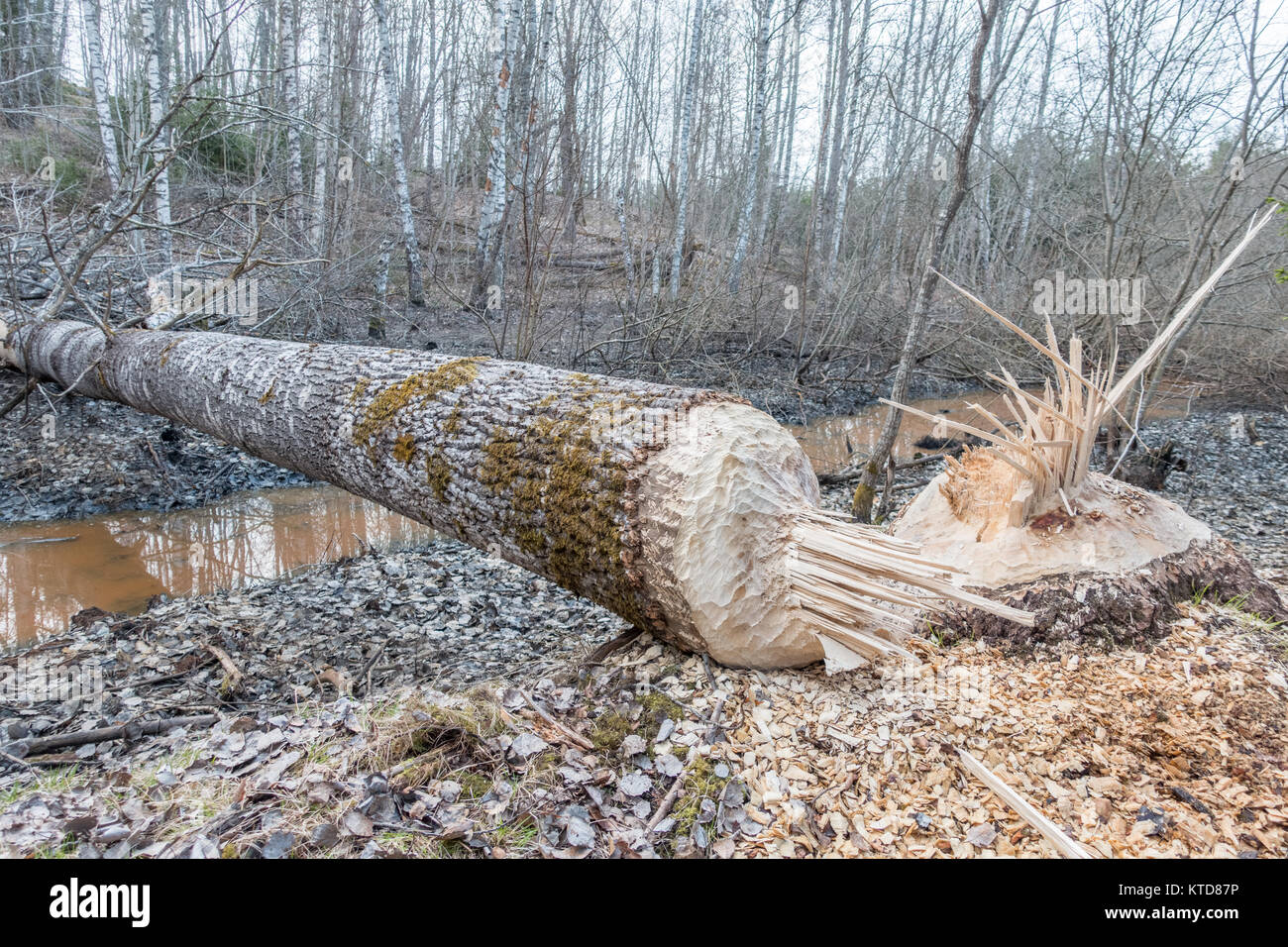 Large tree cut down by beaver Stock Photo - Alamy