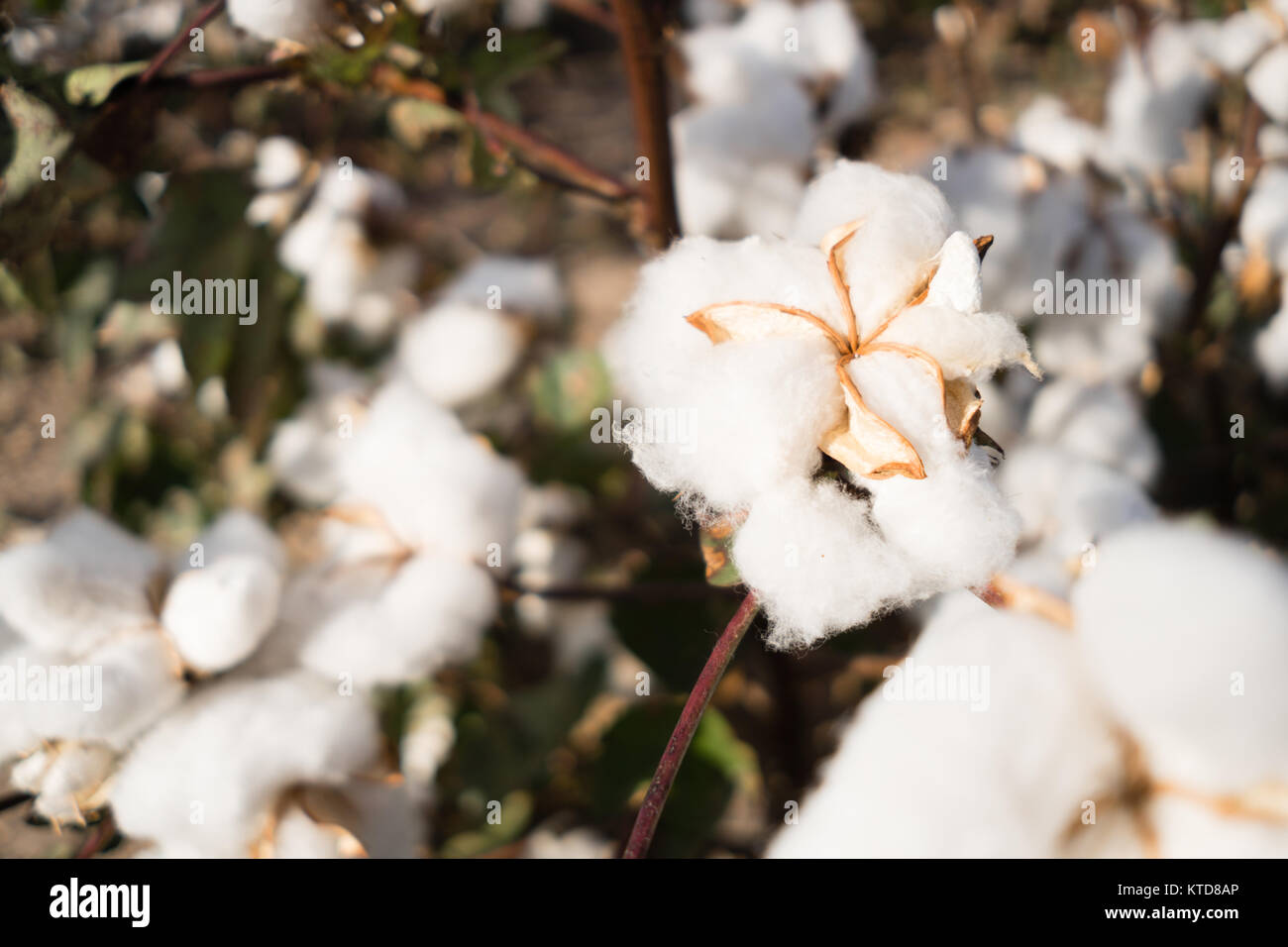 Close up view of an open boll of cotton just before harvest in West ...
