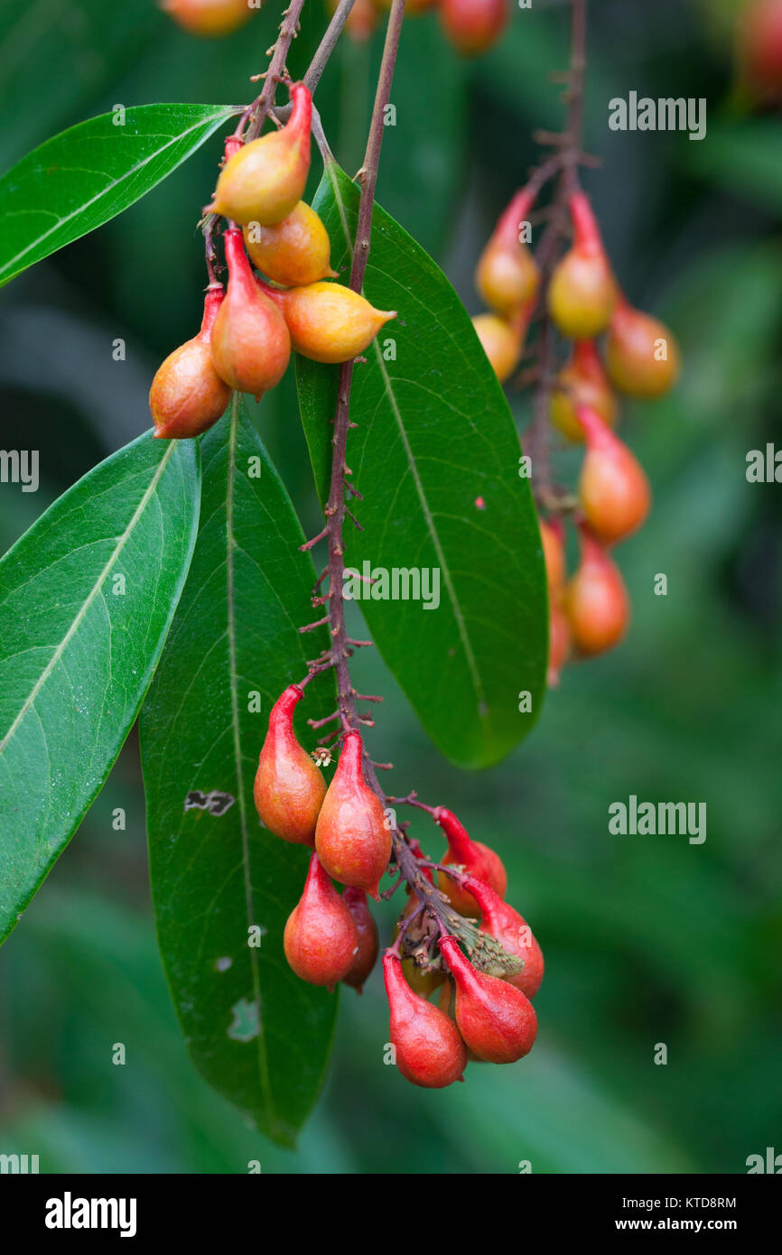 Bell fruit hi-res stock photography and images - Alamy