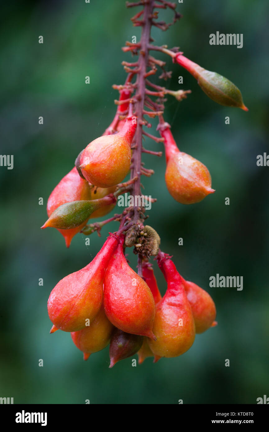 Bell fruit hi-res stock photography and images - Alamy