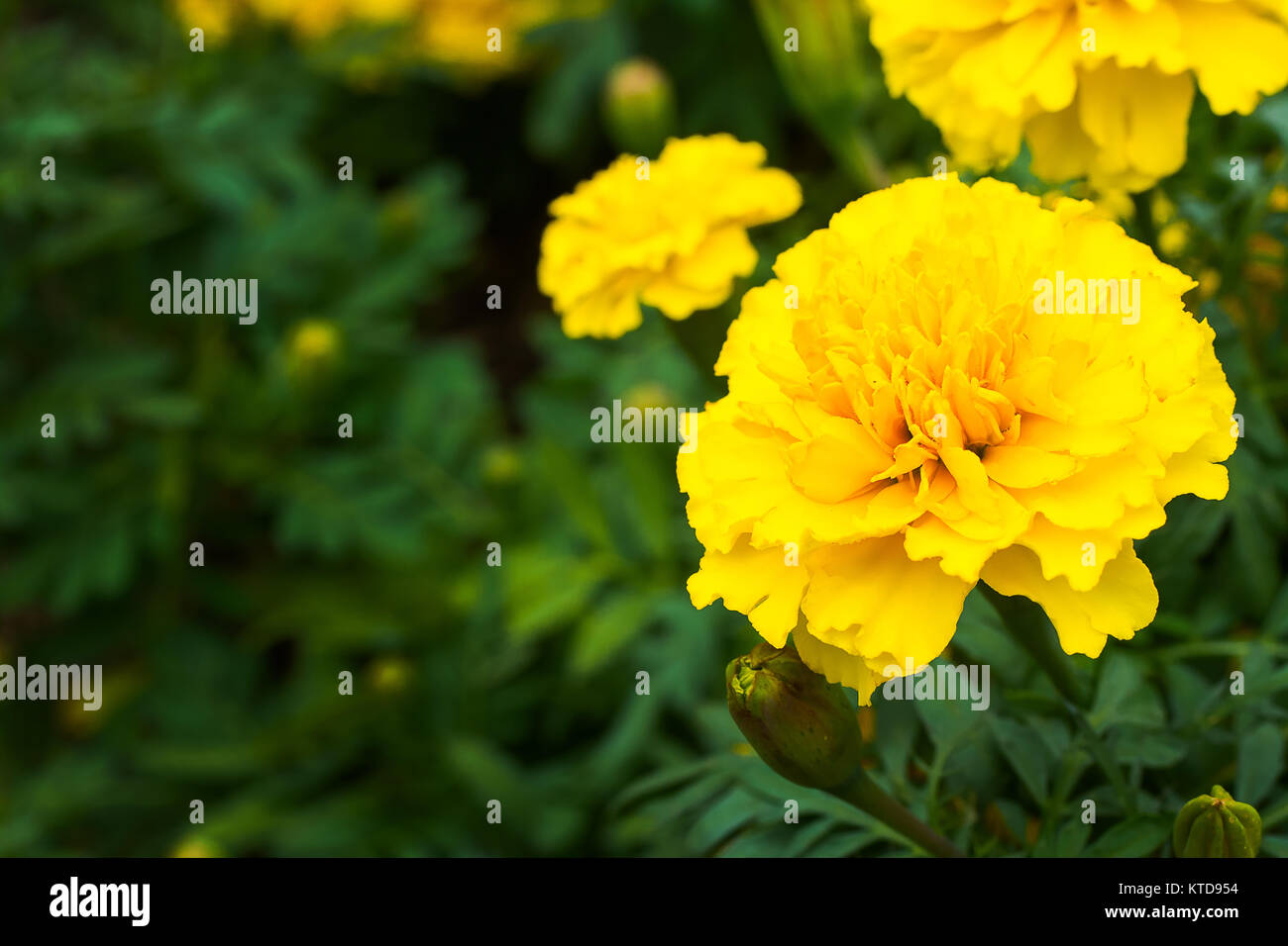 Beautiful Marigold Flower close up Stock Photo - Alamy