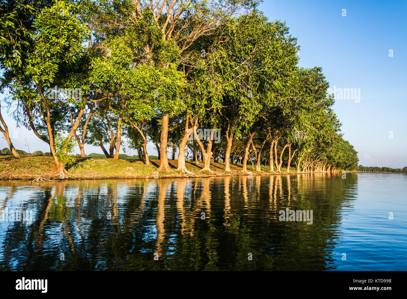 Mangrove trees along sea hi-res stock photography and images - Alamy