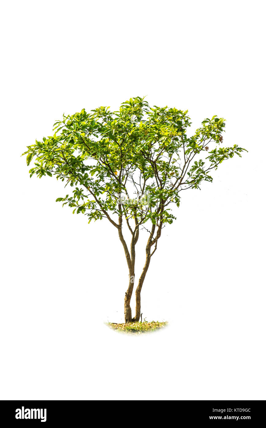 the tree on white background Stock Photo - Alamy