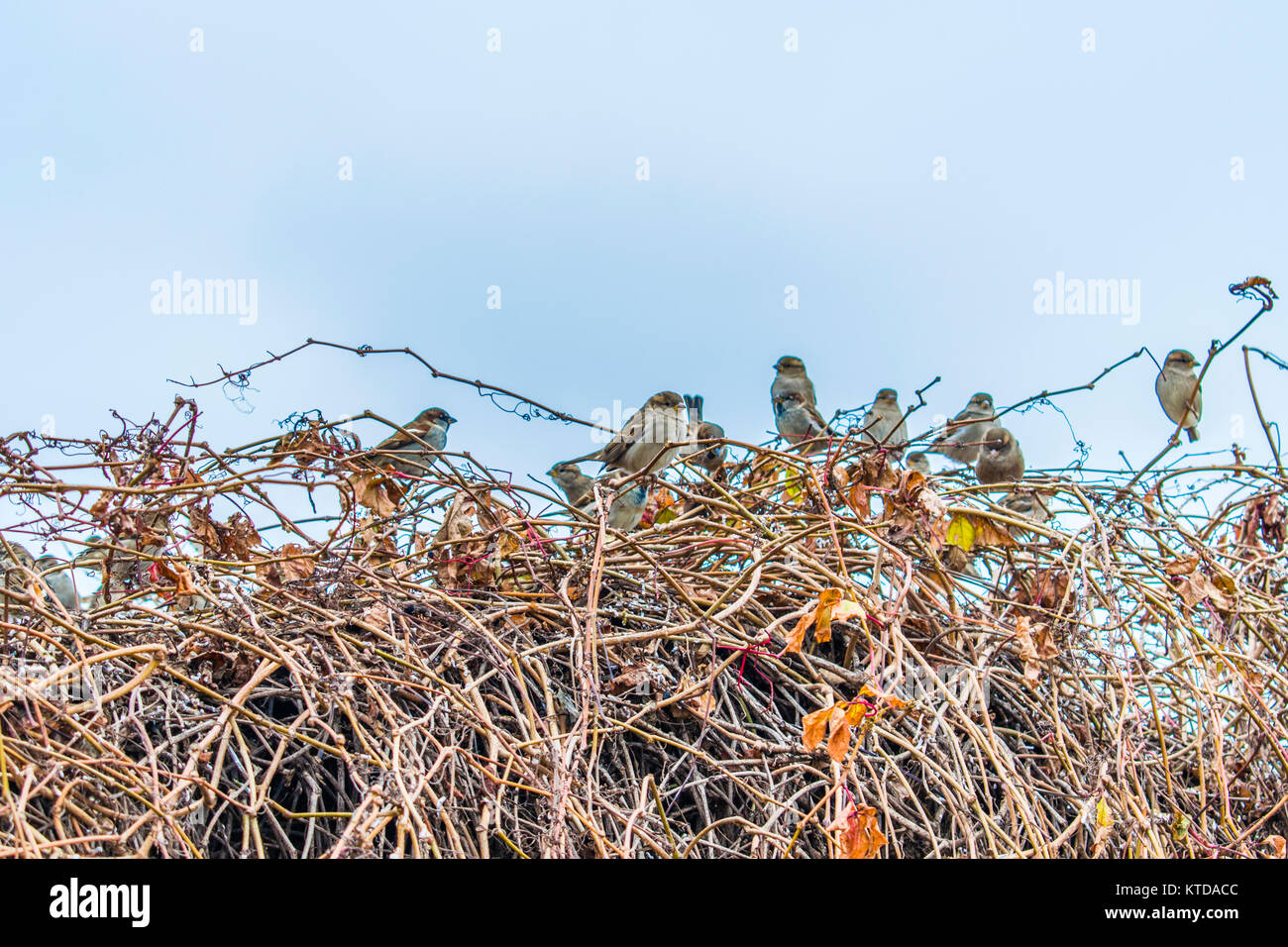 Sparrows on a bush in the autumn. A flock of sparrows Stock Photo - Alamy