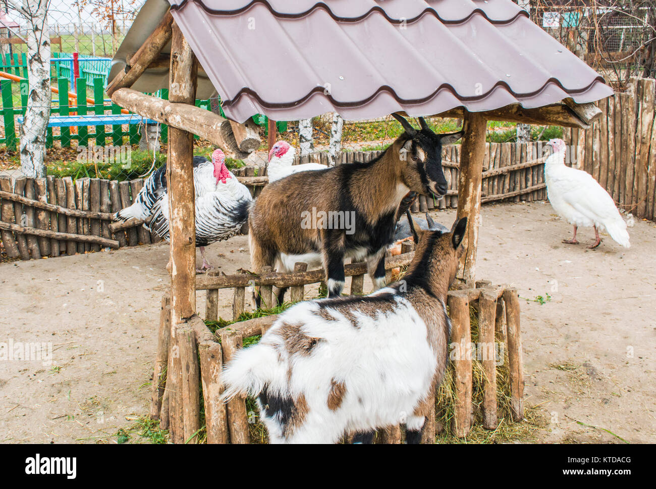 Homemade goats near the food trough. Little goats are funny. Behind ...