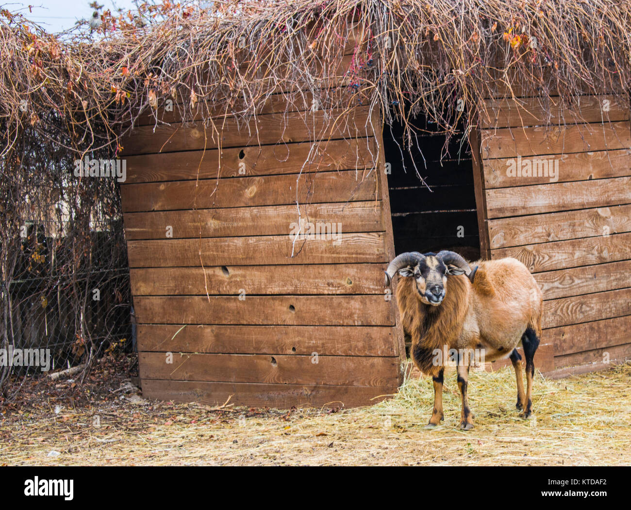 Japanese mountain goat hi-res stock photography and images - Alamy