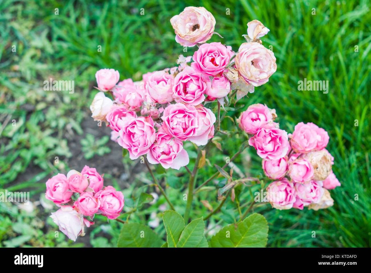 A beautiful pink rose in the garden. Roses in autumn Stock Photo - Alamy