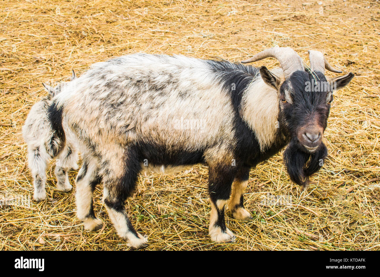 The goat looks. The goat is on the farm and look at the camera Stock ...