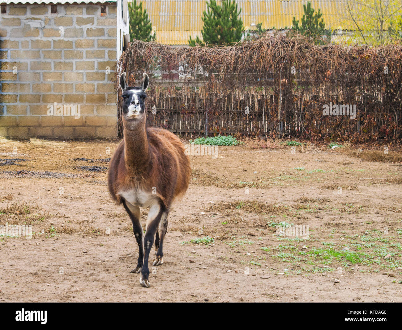 Lama goes near the cage. Far away from the llama wooden fence and ...