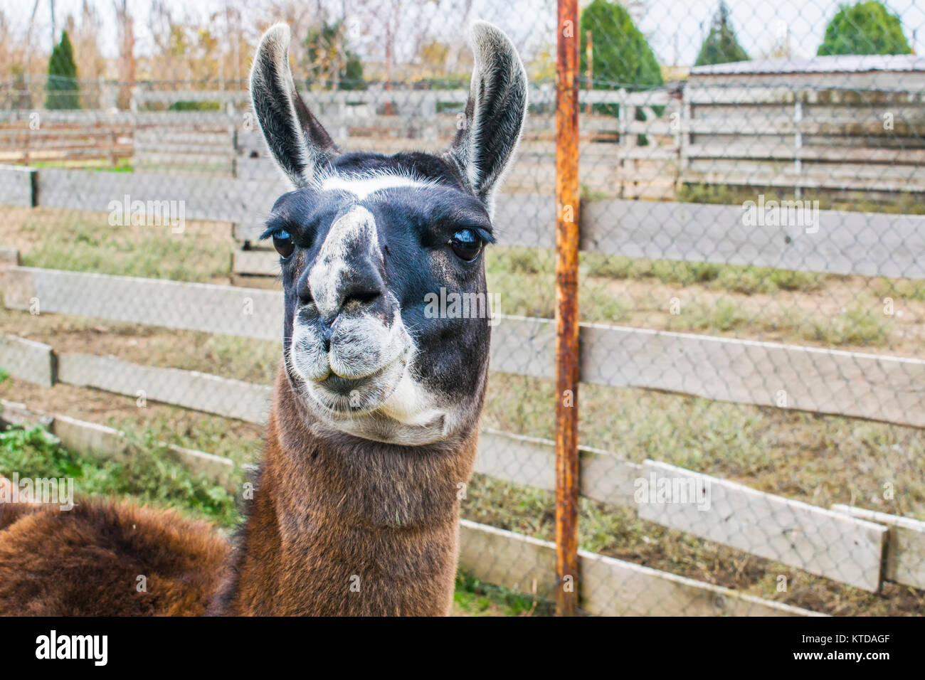 Lamalposter hi-res stock photography and images - Alamy