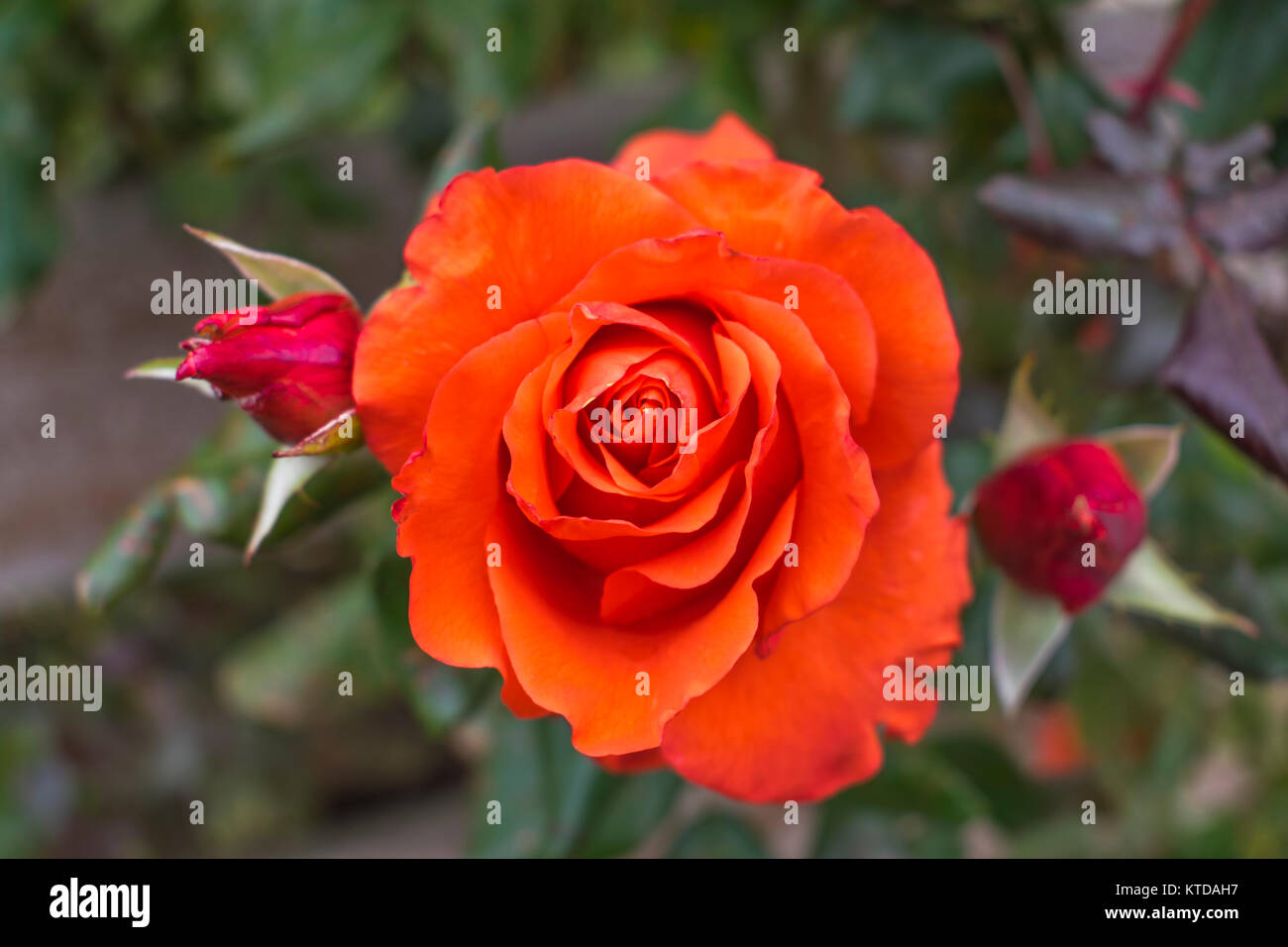 Red rose Bush grows on a bush. Bright Rose Stock Photo - Alamy