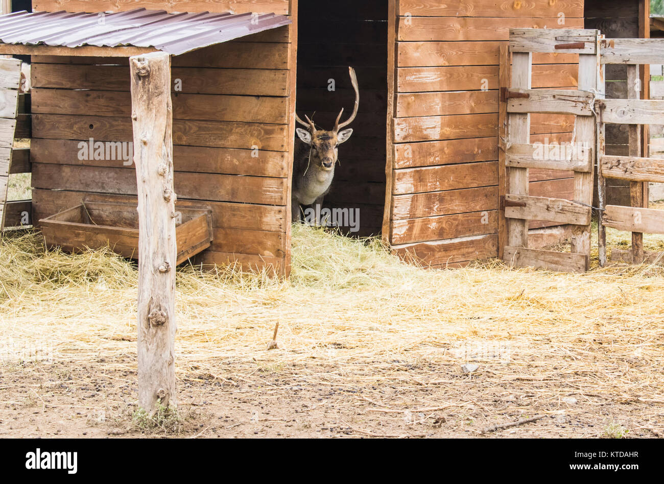A young deer. Deer peeks out from the house wondering Stock Photo - Alamy