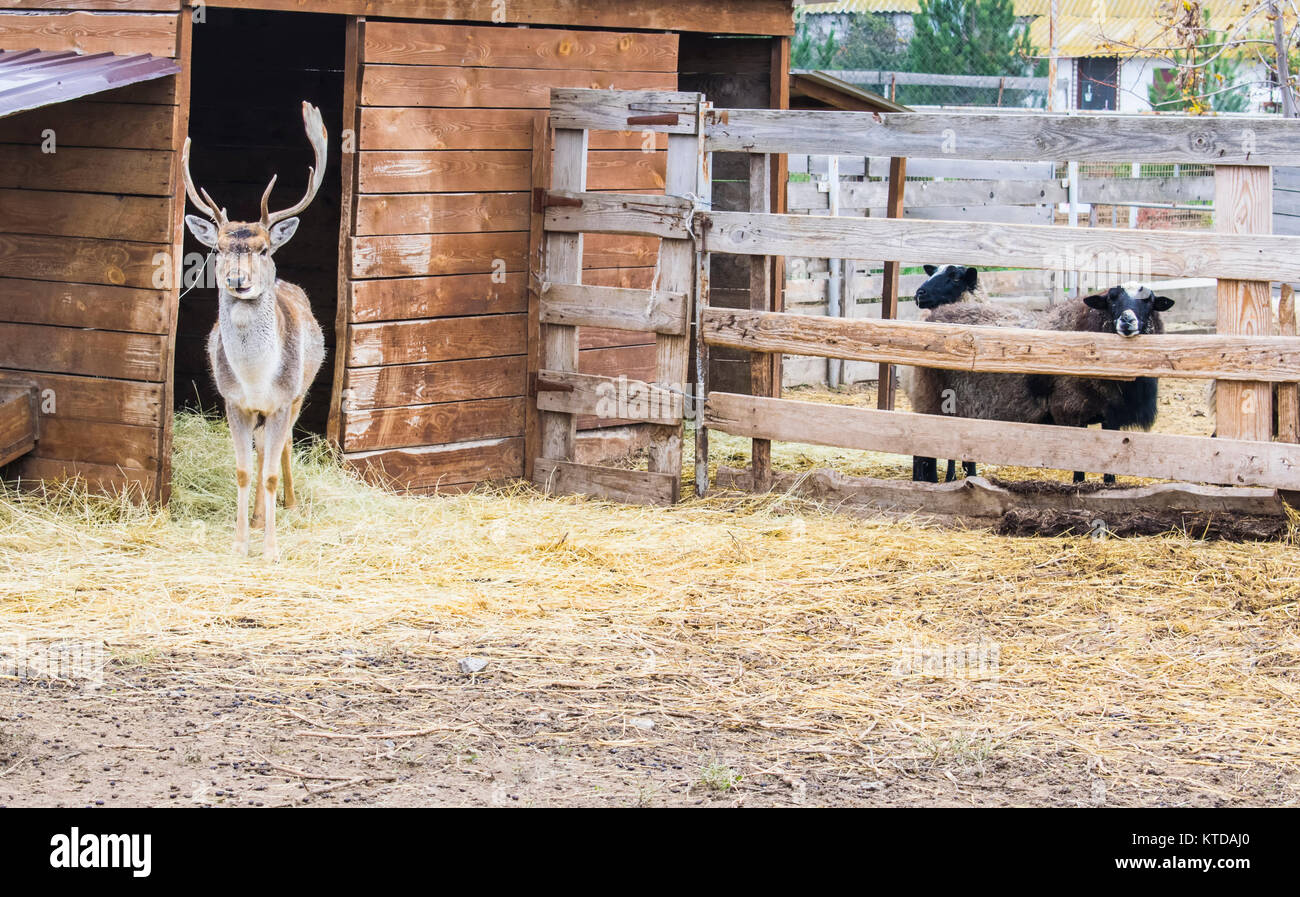 A young deer. The deer left the house and walked. Behind the sheep ...