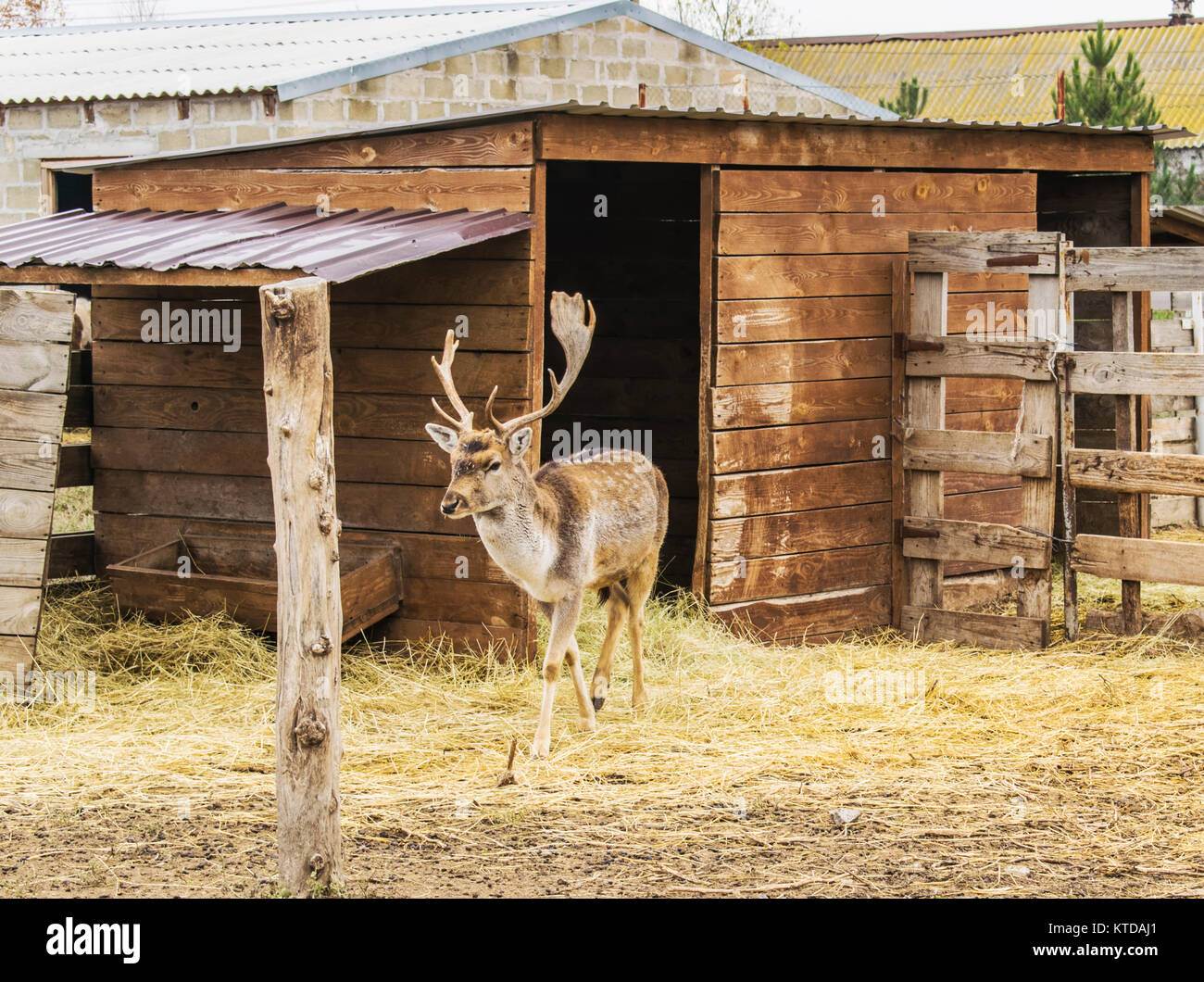 A young deer. The deer leaves the house and goes Stock Photo - Alamy