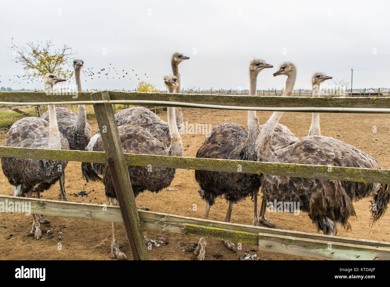 Ostrichface hi-res stock photography and images - Alamy