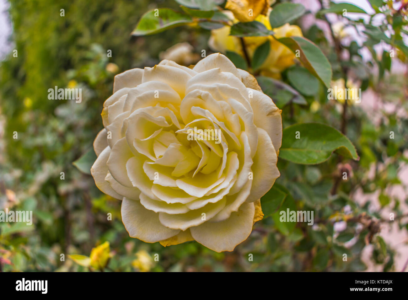 Beautiful cheerful yellow rose hi-res stock photography and images - Alamy