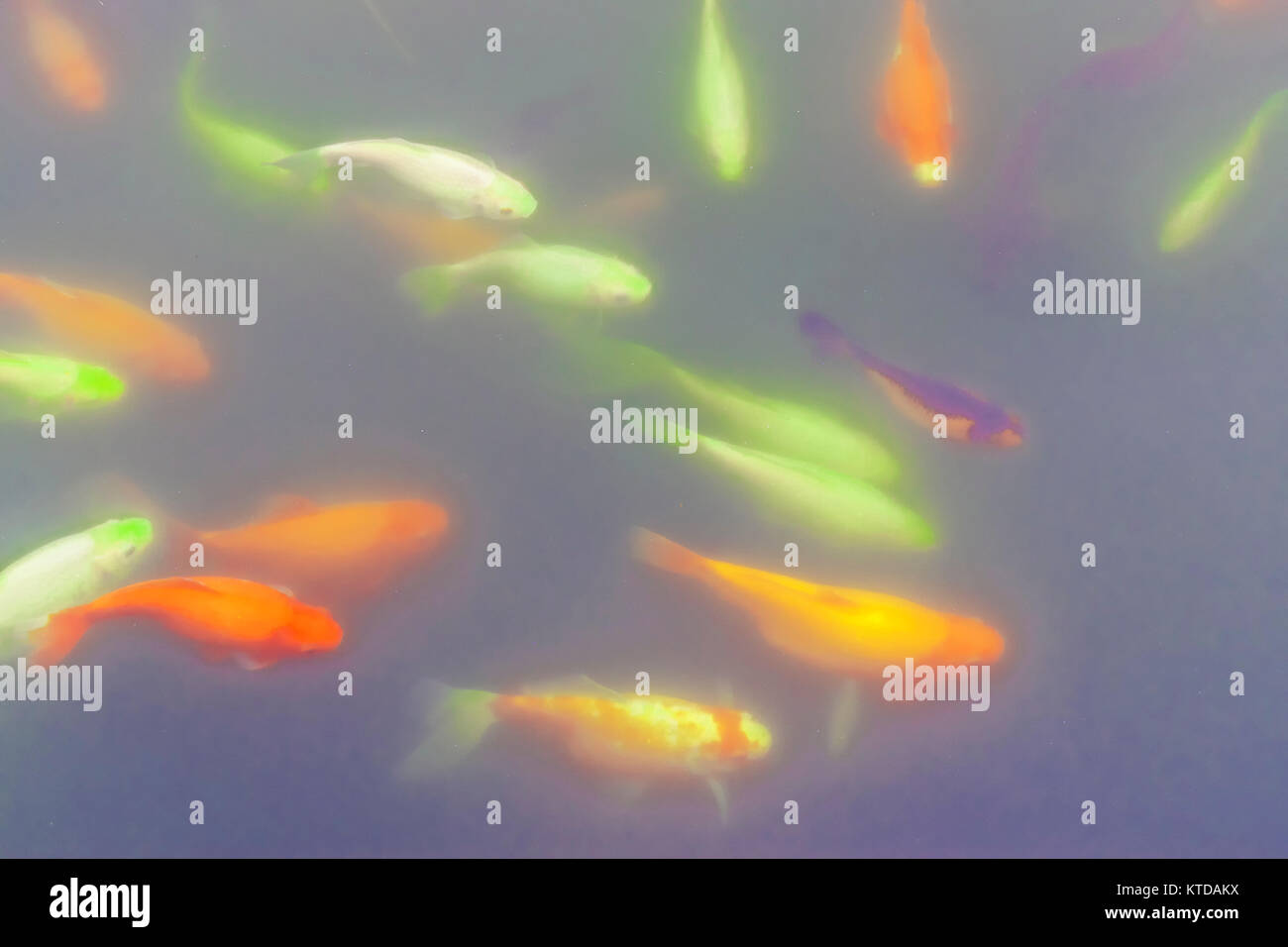 Colored ornamental fish swim in an artificial pond. Top view of fish ...