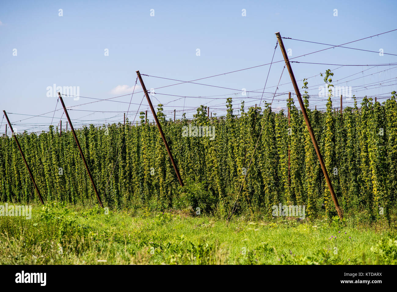 Hop cultivation hi-res stock photography and images - Alamy