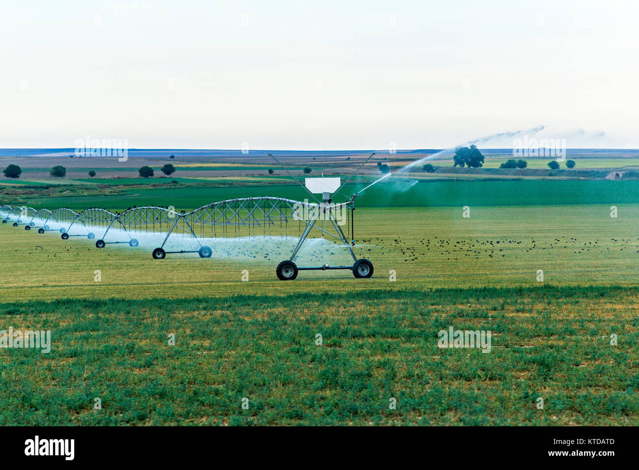Agricultural irrigation system watering corn field Stock Photo - Alamy
