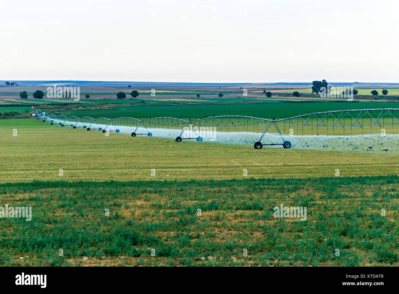Agricultural irrigation system watering corn field Stock Photo - Alamy