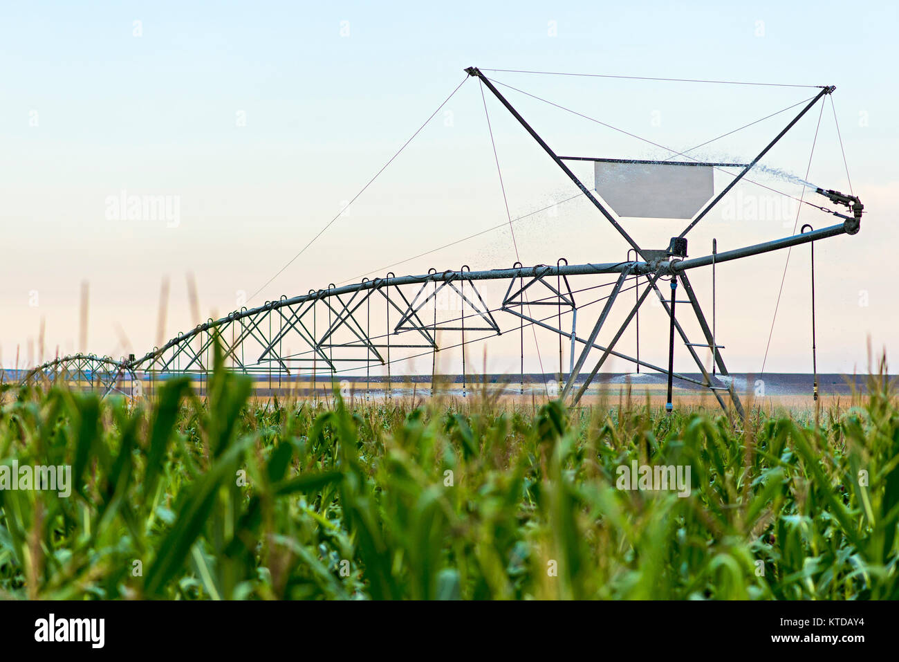 Agricultural irrigation system watering corn field Stock Photo - Alamy