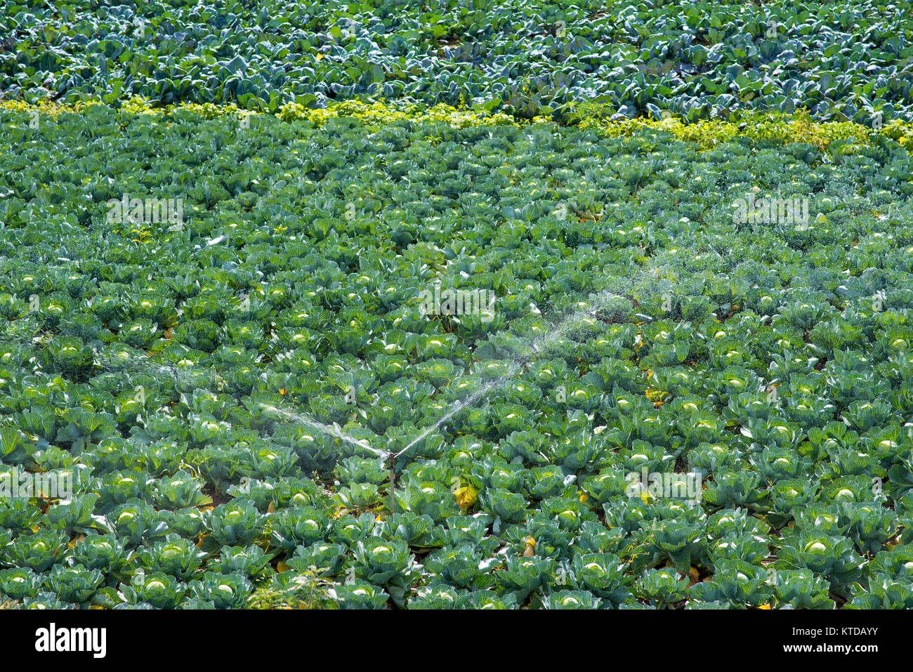 Agricultural irrigation system for watering cabbage field Stock Photo ...