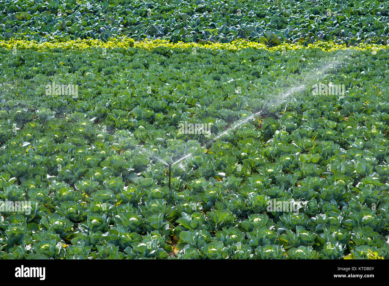 Agricultural irrigation system for watering cabbage field Stock Photo ...