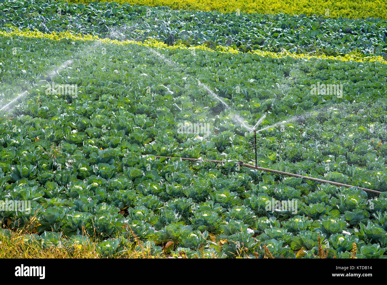 Agricultural irrigation system for watering cabbage field Stock Photo ...