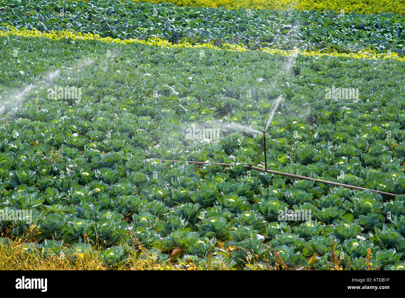 Agricultural irrigation system for watering cabbage field Stock Photo ...
