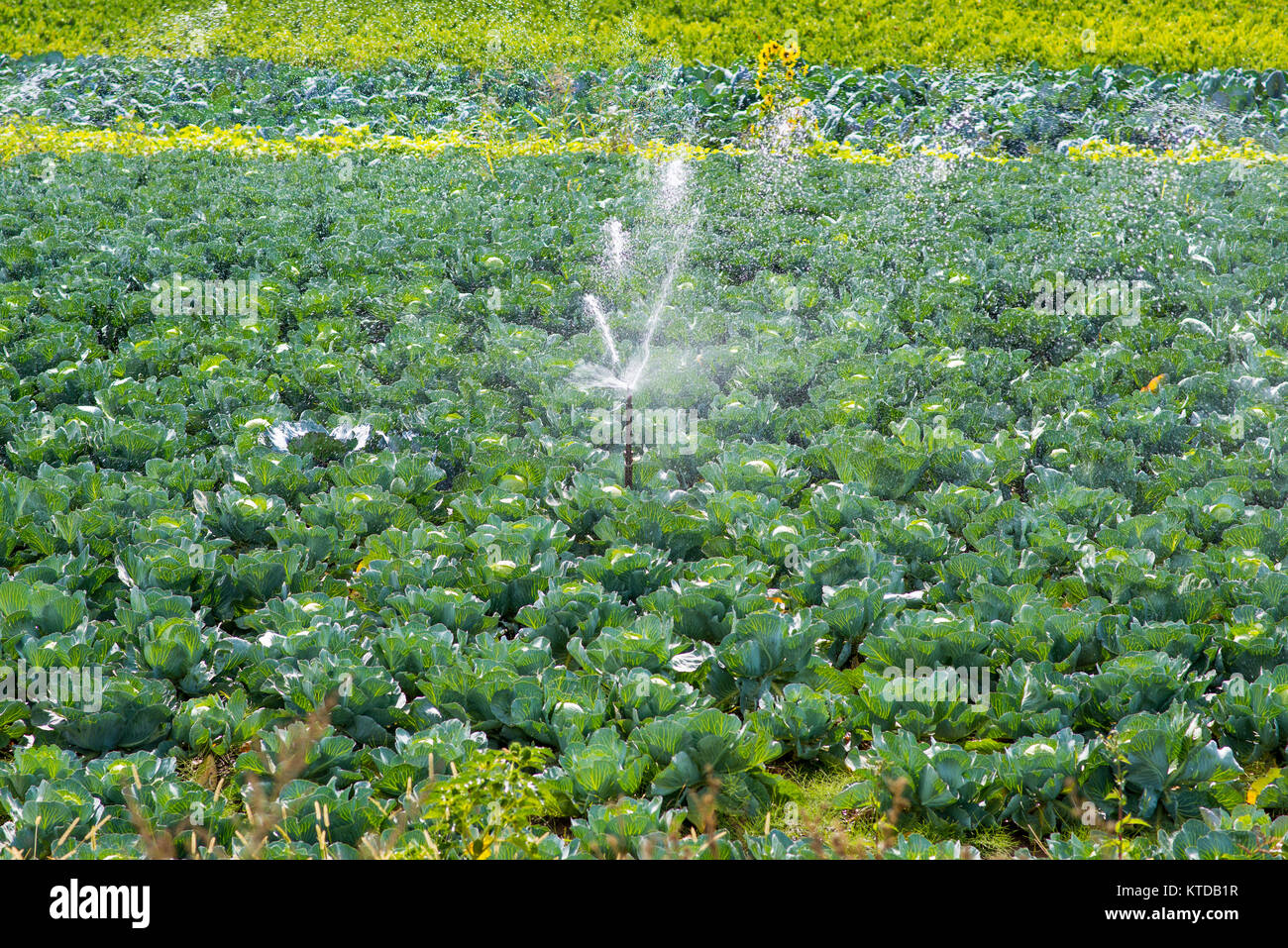 Agricultural irrigation system for watering cabbage field Stock Photo ...