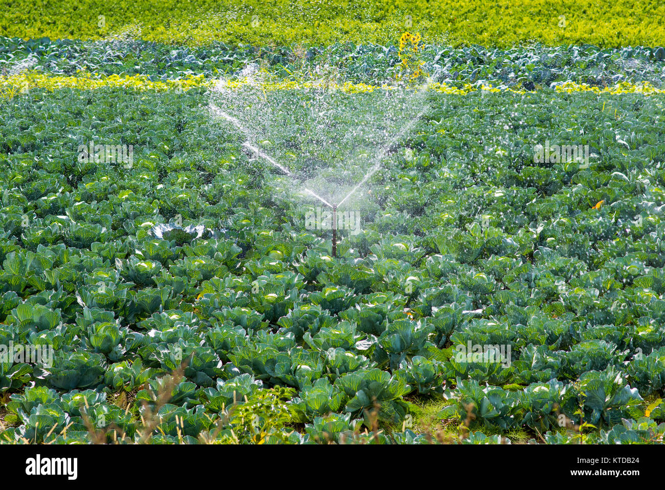 Agricultural irrigation system for watering cabbage field Stock Photo ...