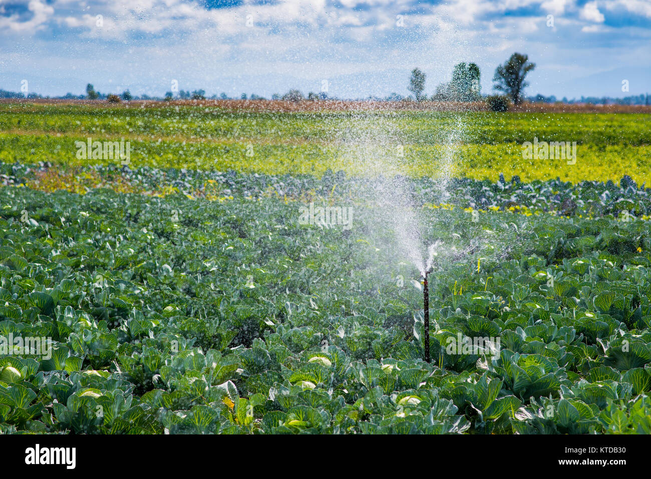 Agricultural irrigation system for watering cabbage field Stock Photo ...