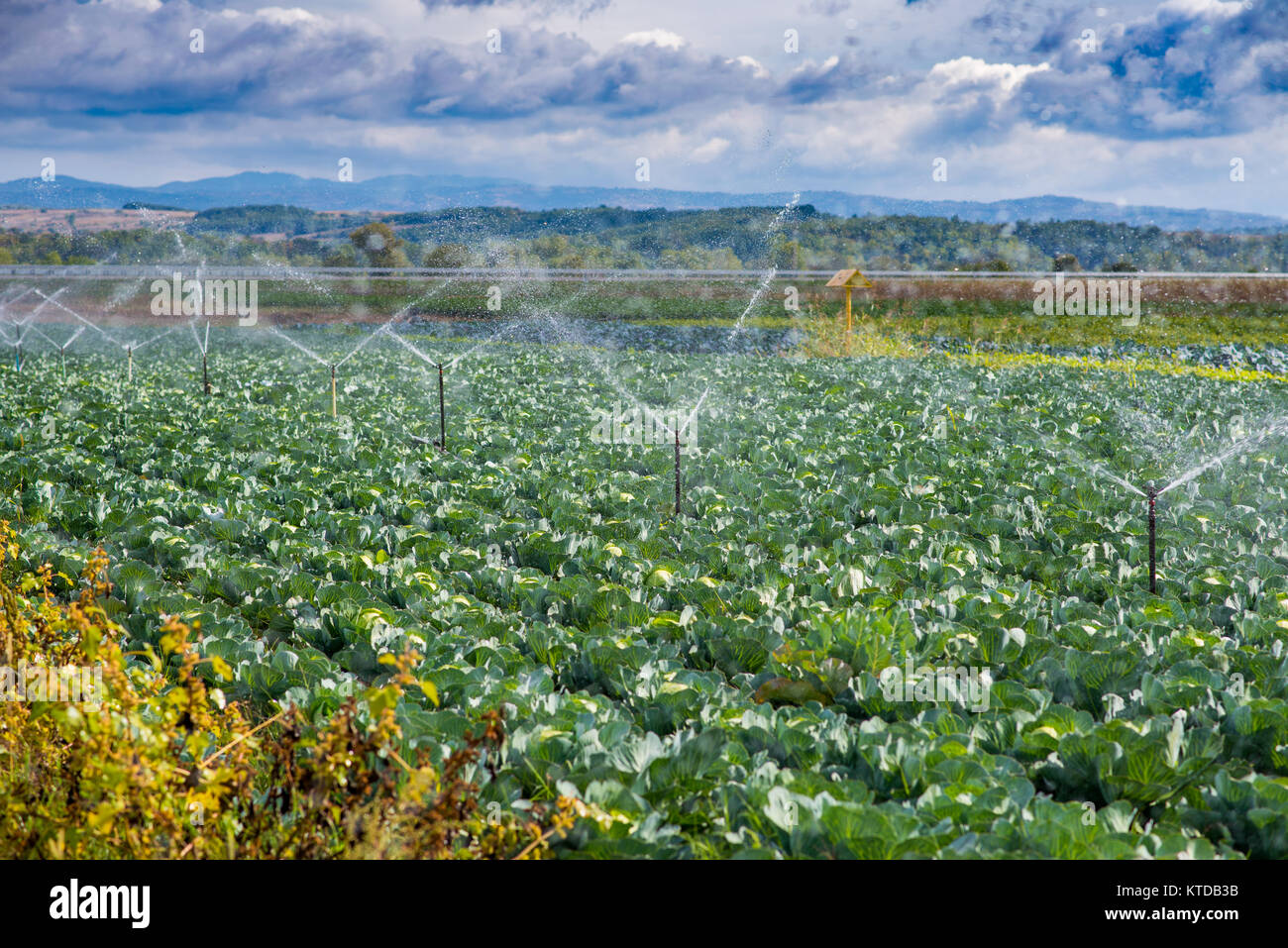 Agricultural irrigation system for watering cabbage field Stock Photo ...