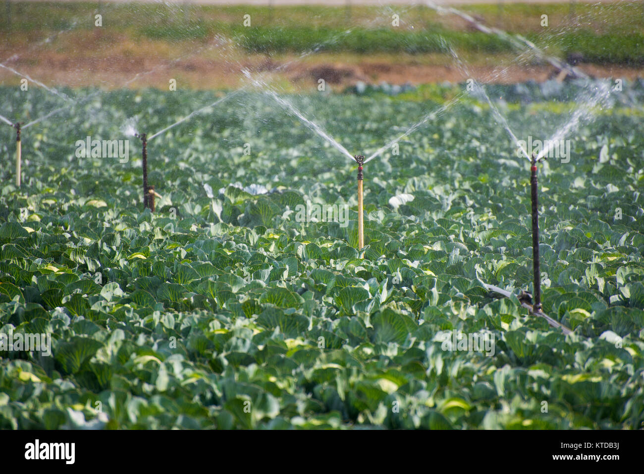 Agricultural irrigation system for watering cabbage field Stock Photo ...