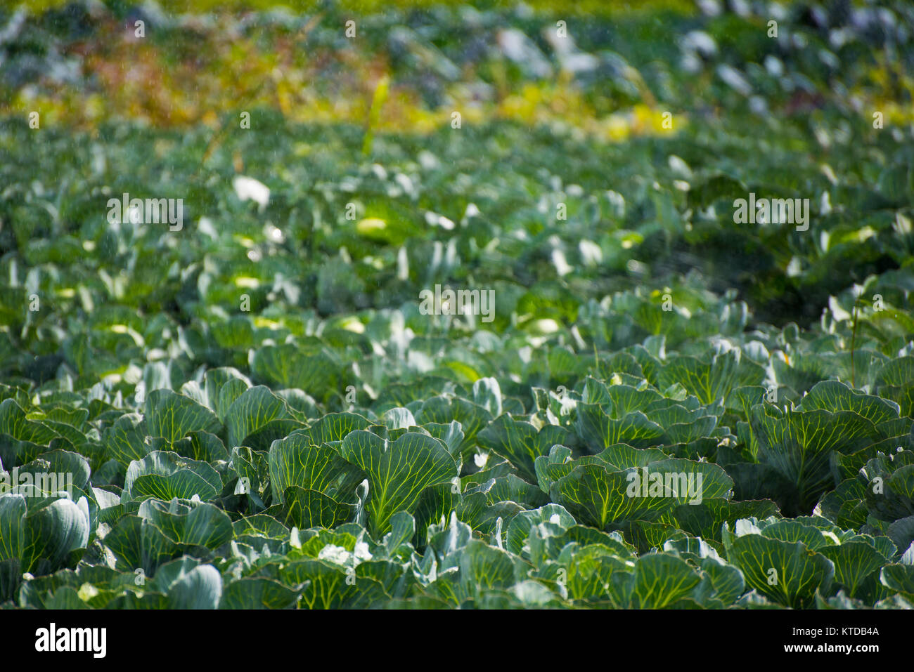 Agricultural irrigation system for watering cabbage field Stock Photo ...